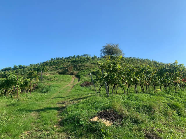 Nella cantina di Mario Ghezzi il buon vino di antica tradizione ...